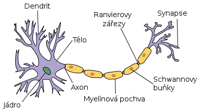Neurón a jeho stavba | Mentem.sk